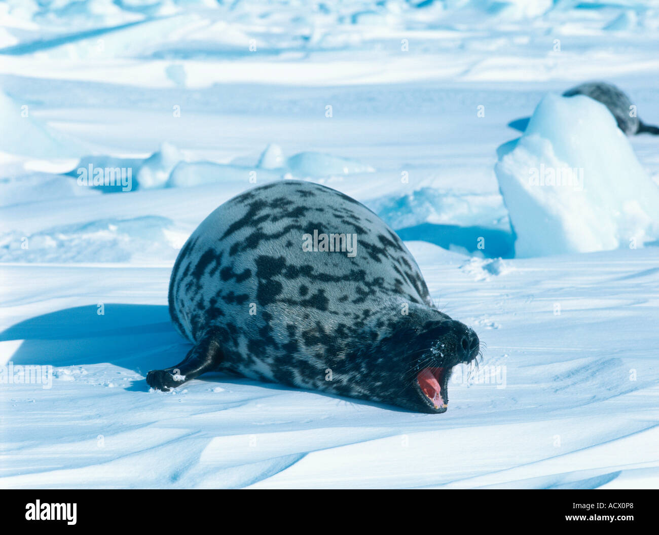 Hooded Seal / Bladder-nose Stock Photo - Alamy