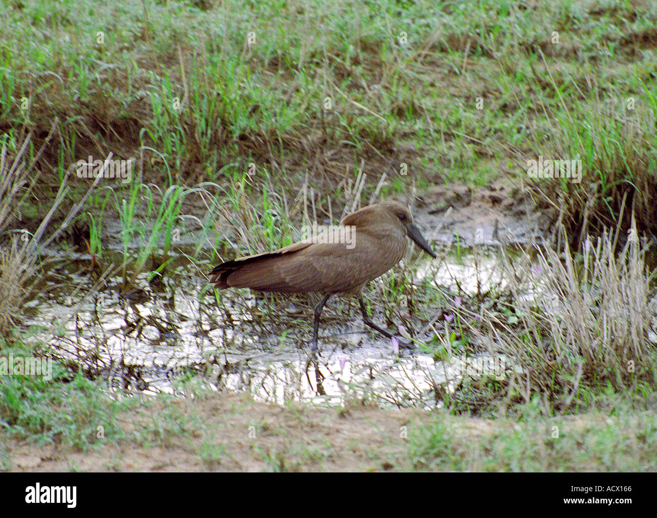 Hamerkop, Scopus umbretta, Scopidae. Kenya, Africa Stock Photo - Alamy
