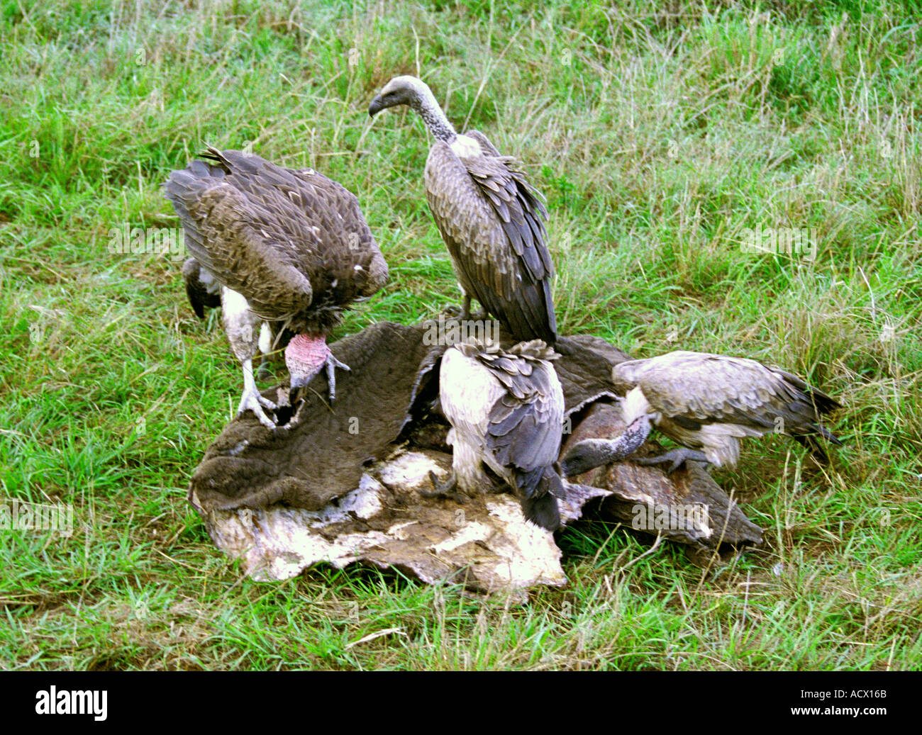White-backed Vultures, Gyps africanus, Accipitridae, Eating a Dead ...