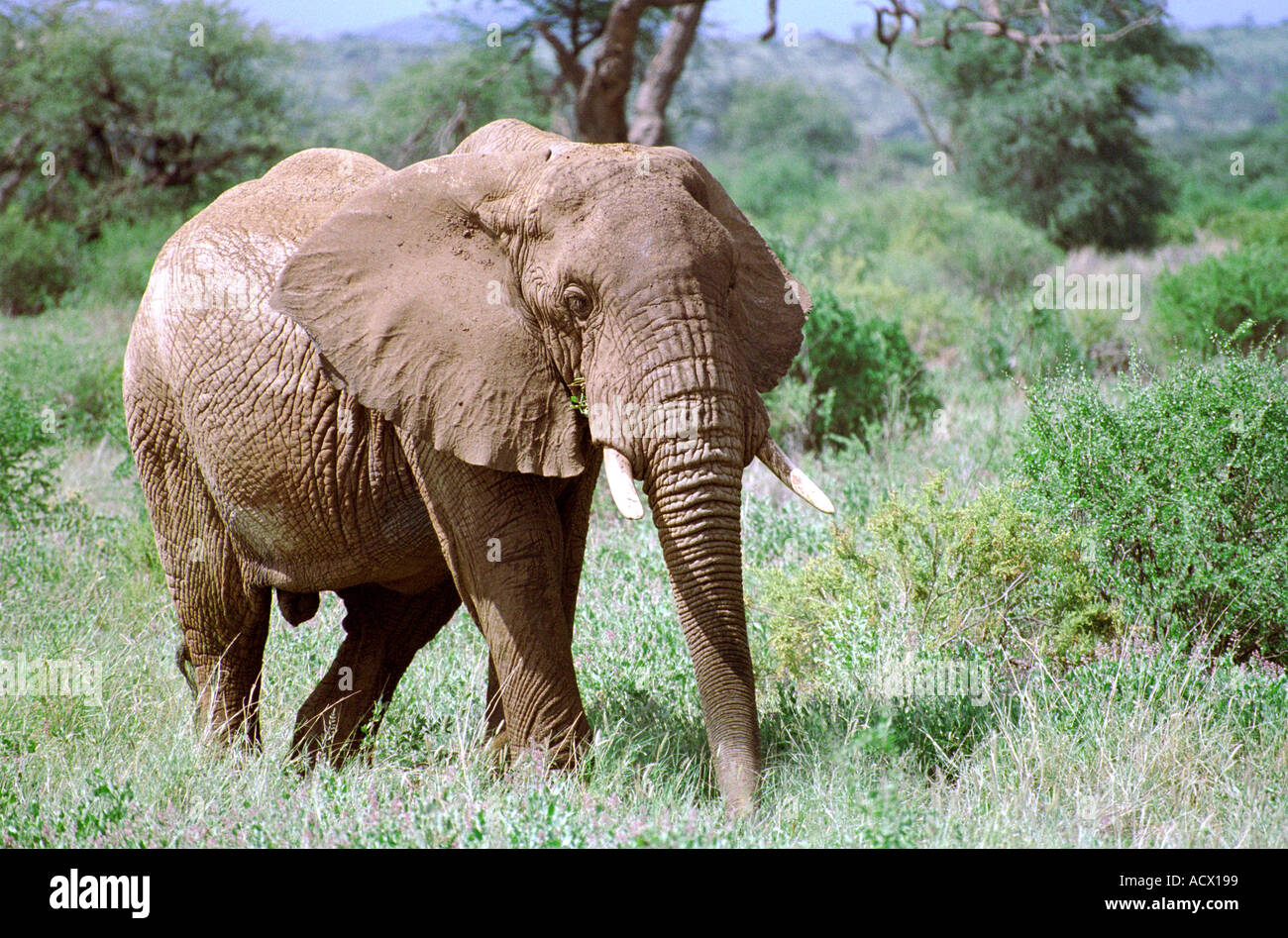 African Elephant, Masai Mara, Kenya Stock Photo - Alamy