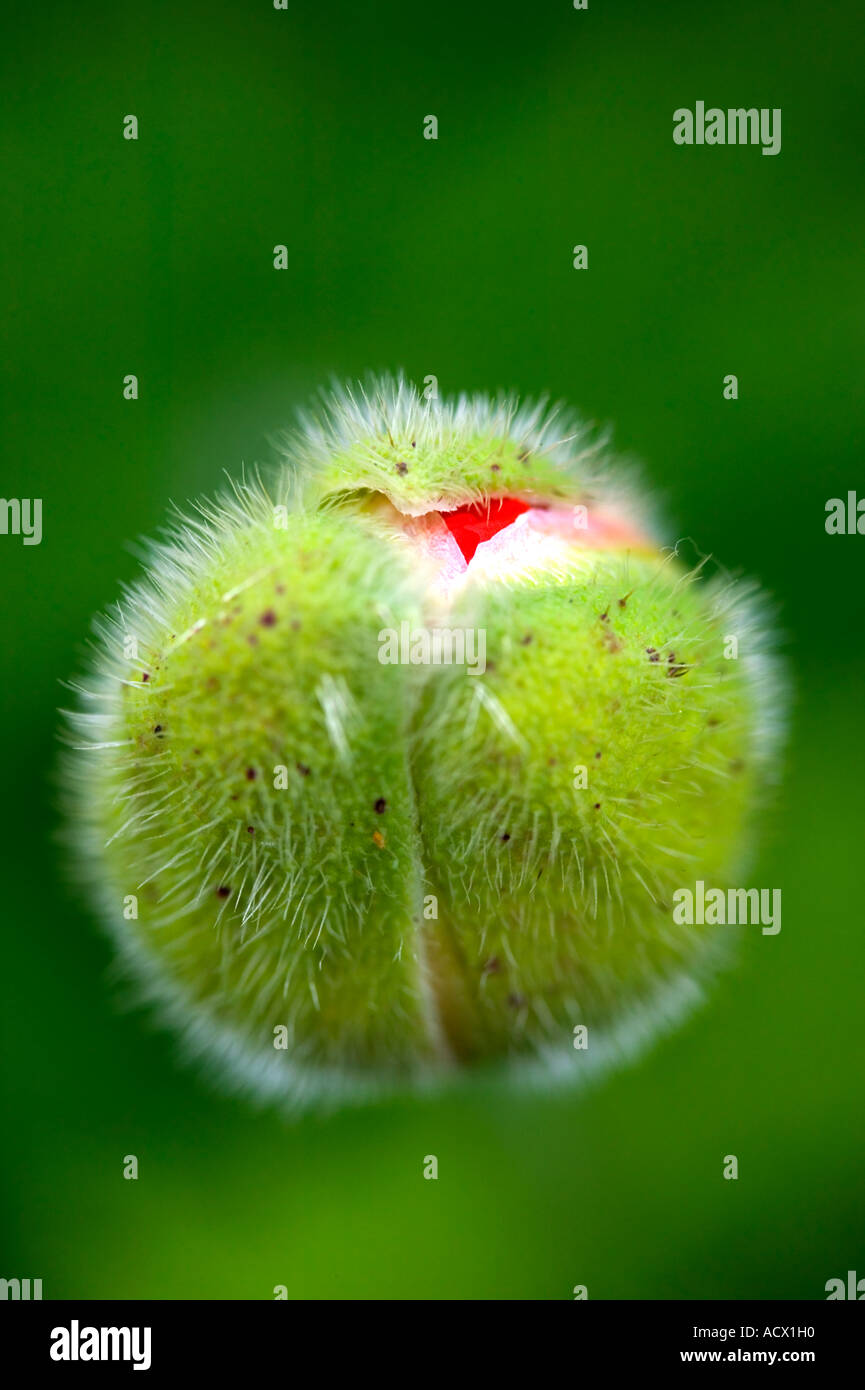 Poppy bud just about to burst Stock Photo - Alamy