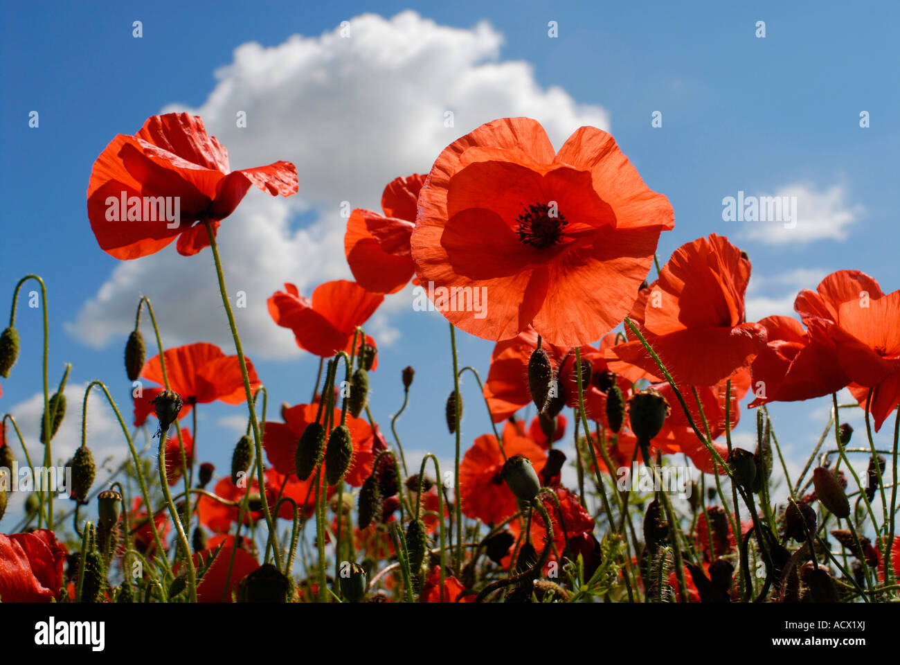 Poppies in staffordshire hi-res stock photography and images - Alamy