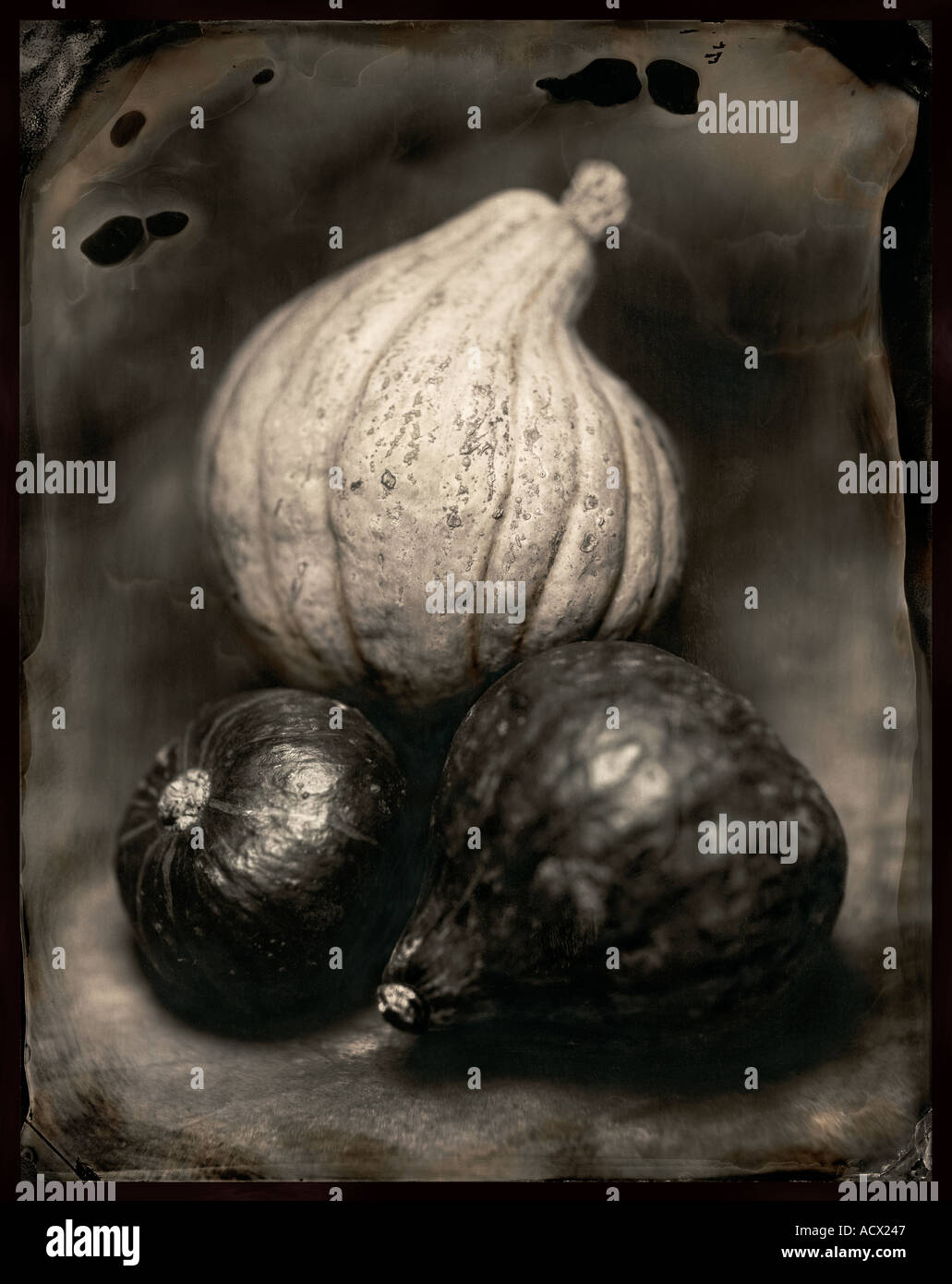 Artistic photograph of squash Stock Photo - Alamy