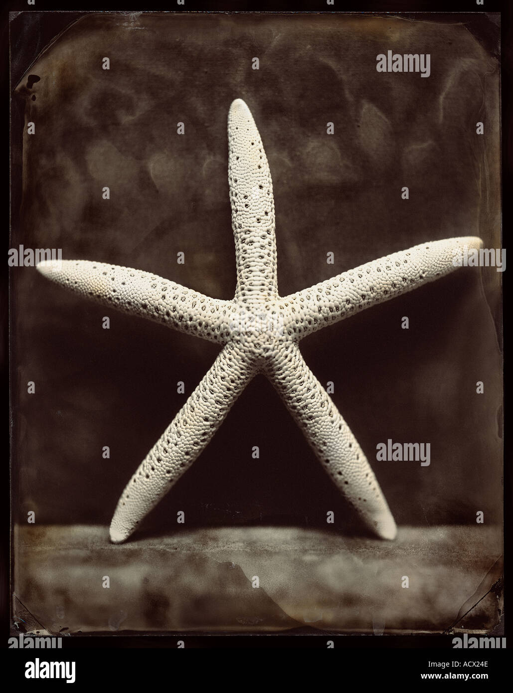 Artistic photograph of a starfish Stock Photo - Alamy