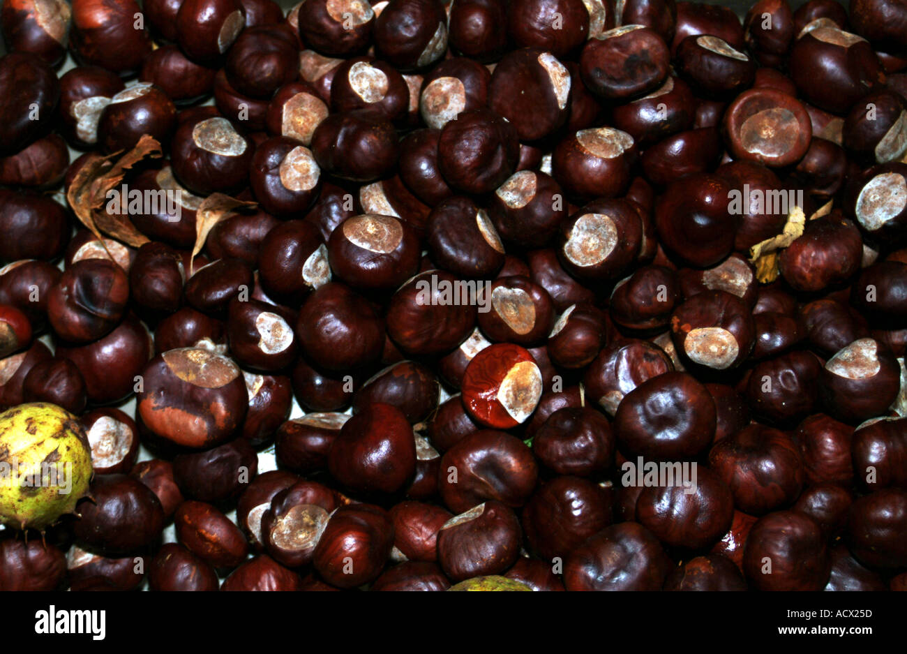 Conkers game uk hi-res stock photography and images - Alamy