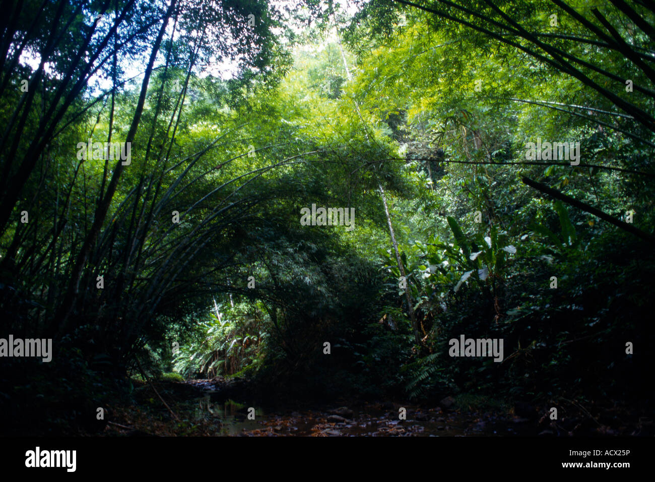 Tobago rainforest hi-res stock photography and images - Alamy