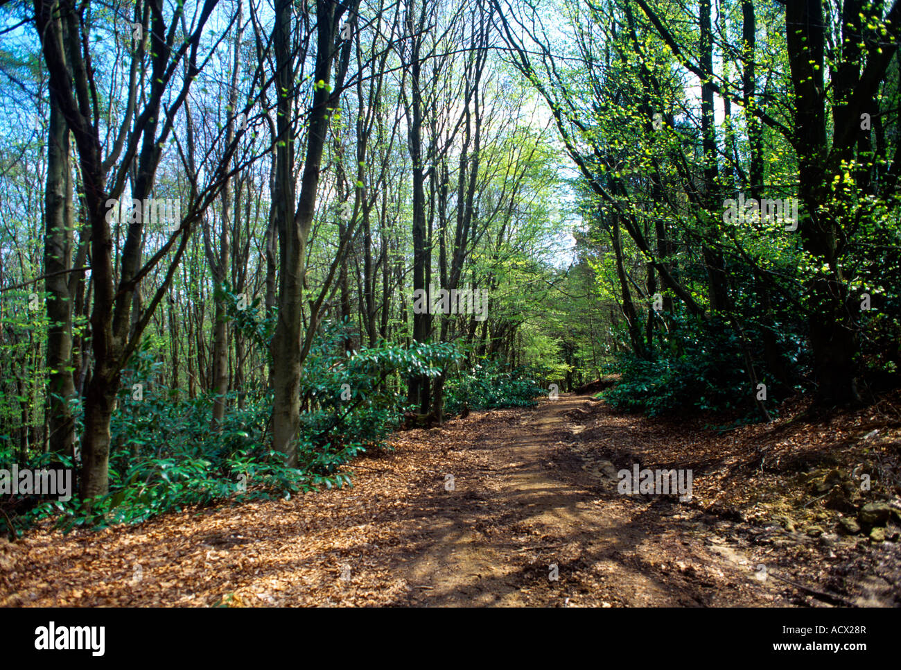 Managed Forest in Spring Leith Hill Surrey England Stock Photo - Alamy
