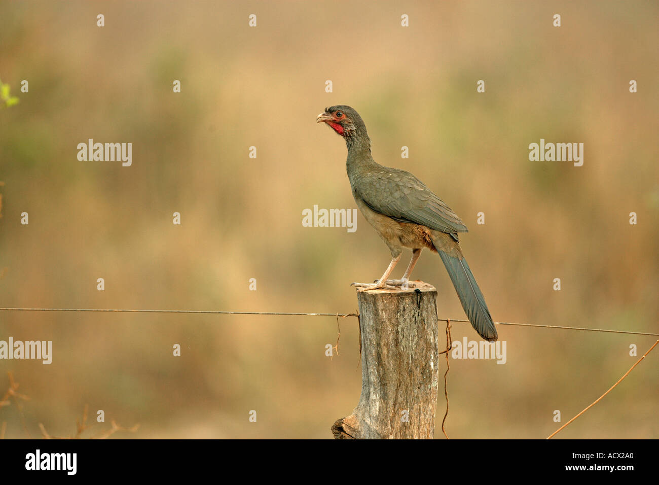 CHACO CHACHALACA Ortalis canicollis Stock Photo - Alamy