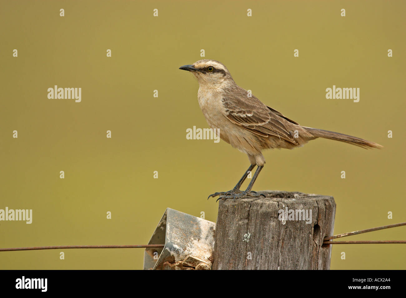CHALK BROWED MOCKINGBIRD Mimus saturninus Stock Photo - Alamy