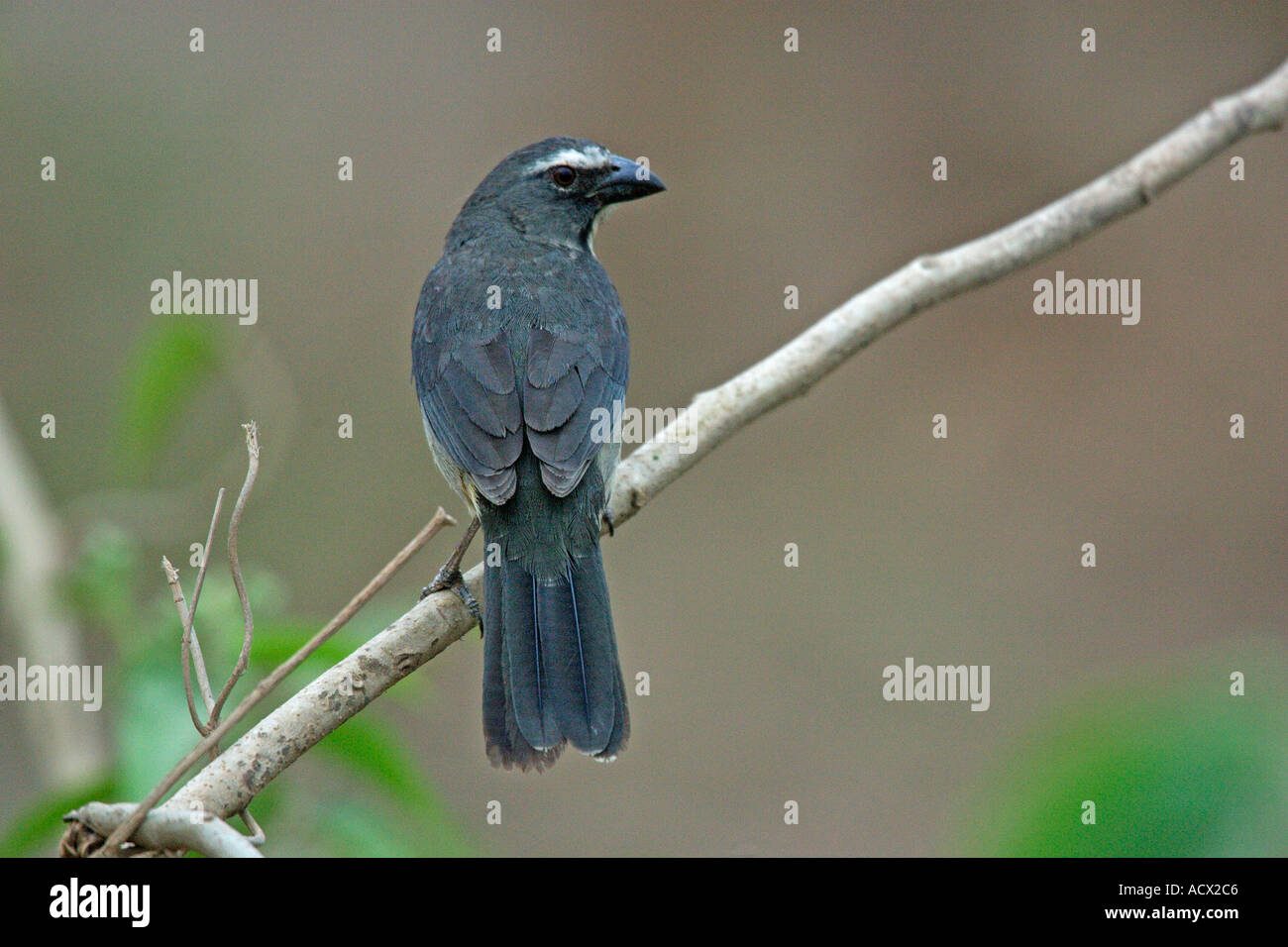GRAYISH SALTATOR Saltator coerulescens Stock Photo - Alamy