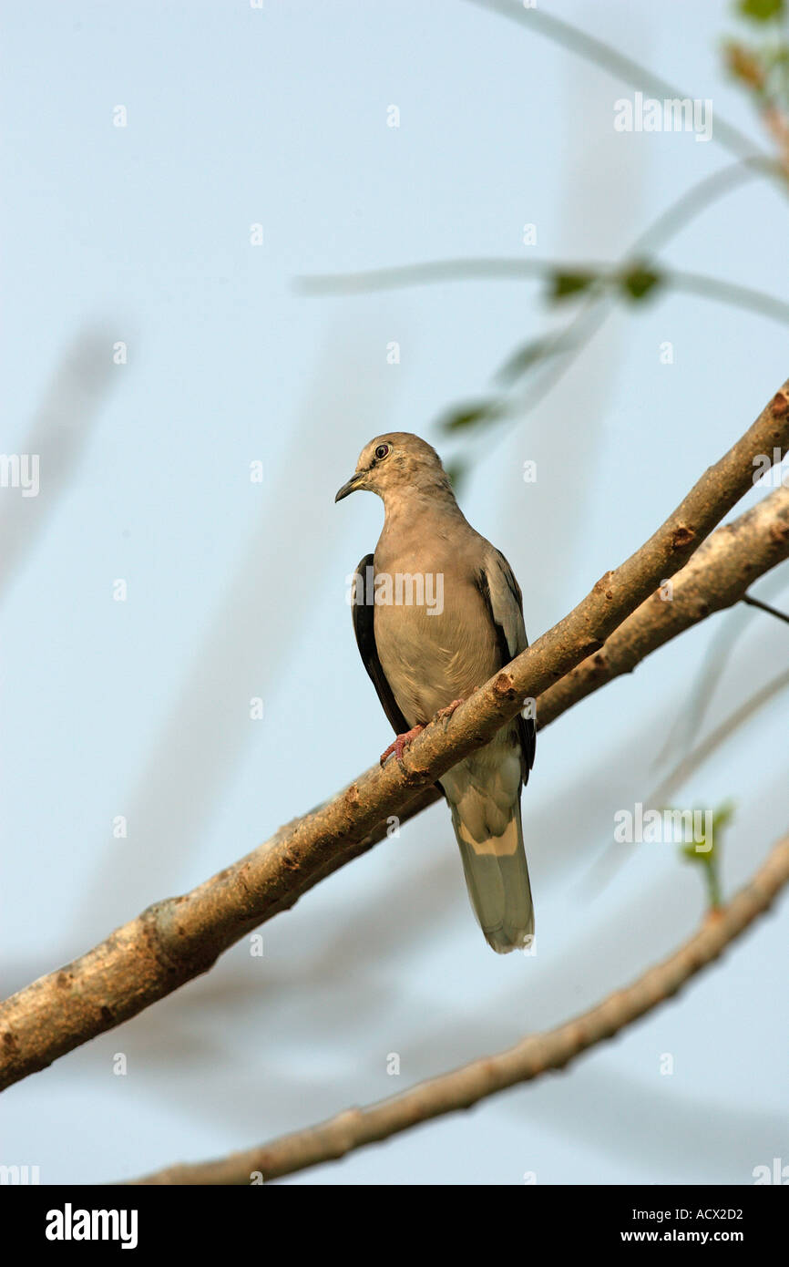 PICUI GROUND DOVE Columbina picui Stock Photo - Alamy