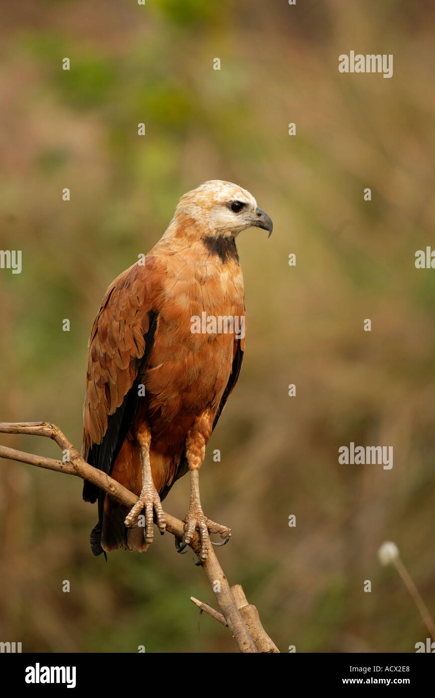 SAVANNA HAWK Buteogallus meridionalis Stock Photo - Alamy