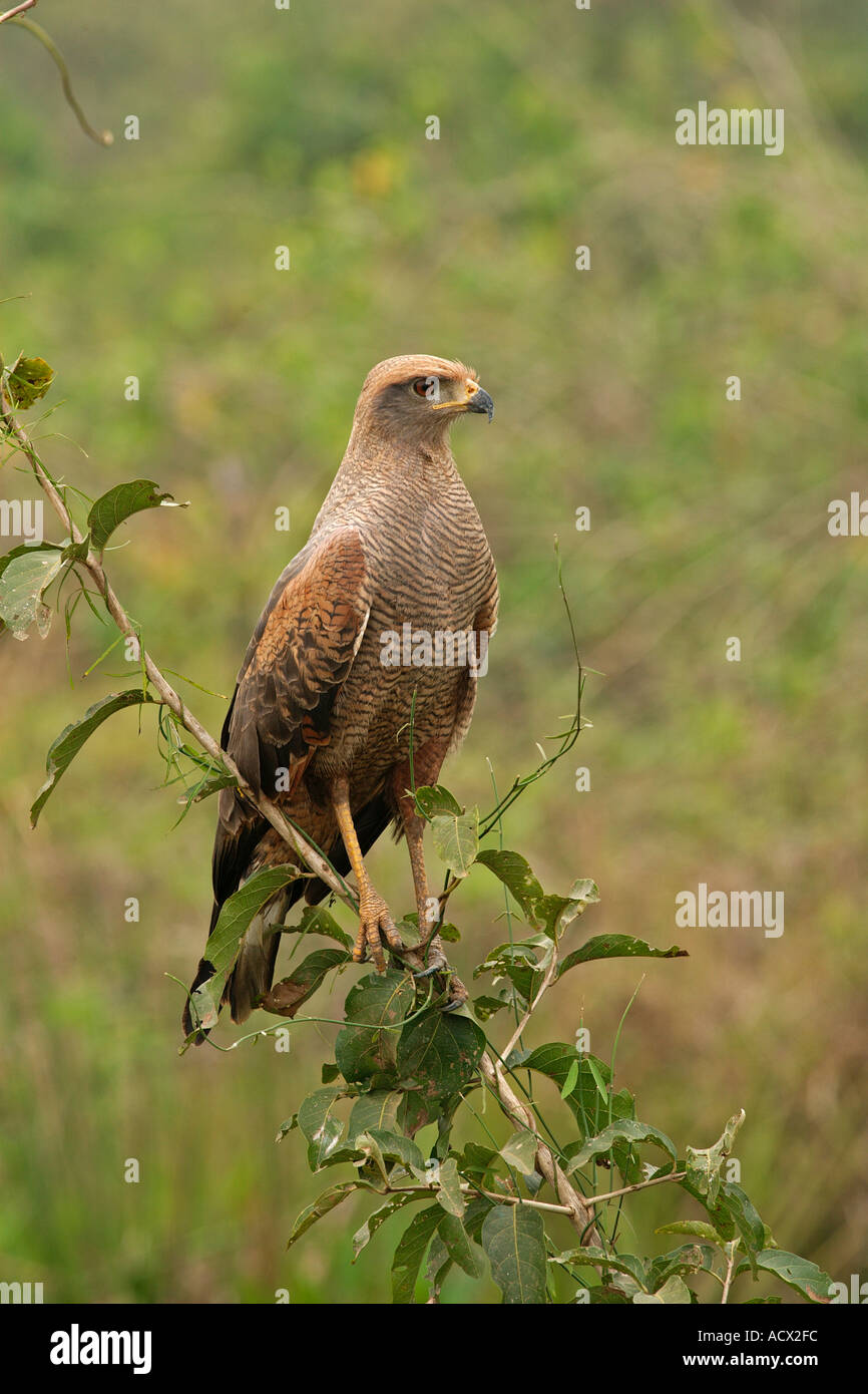 SAVANNA HAWK Buteogallus meridionalis Stock Photo - Alamy