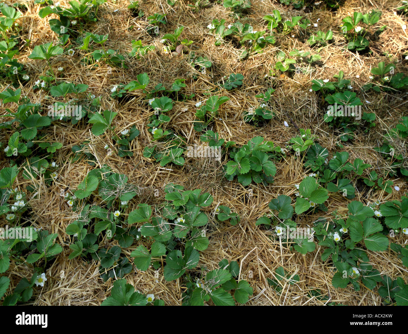 Strawberry Bed in Flower Stock Photo - Alamy