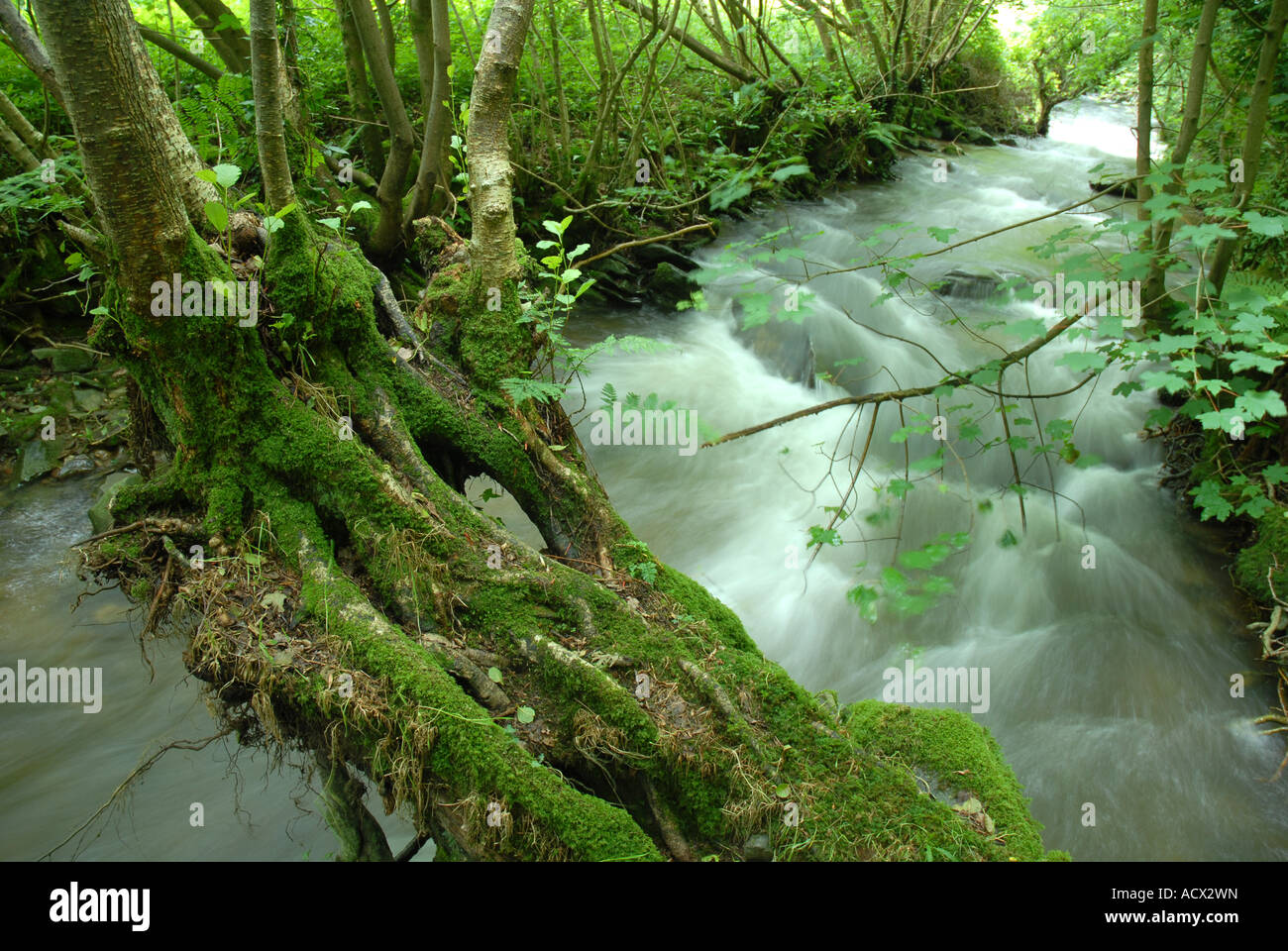 A fast flowing stream, Exmoor, Devon, UK Stock Photo - Alamy