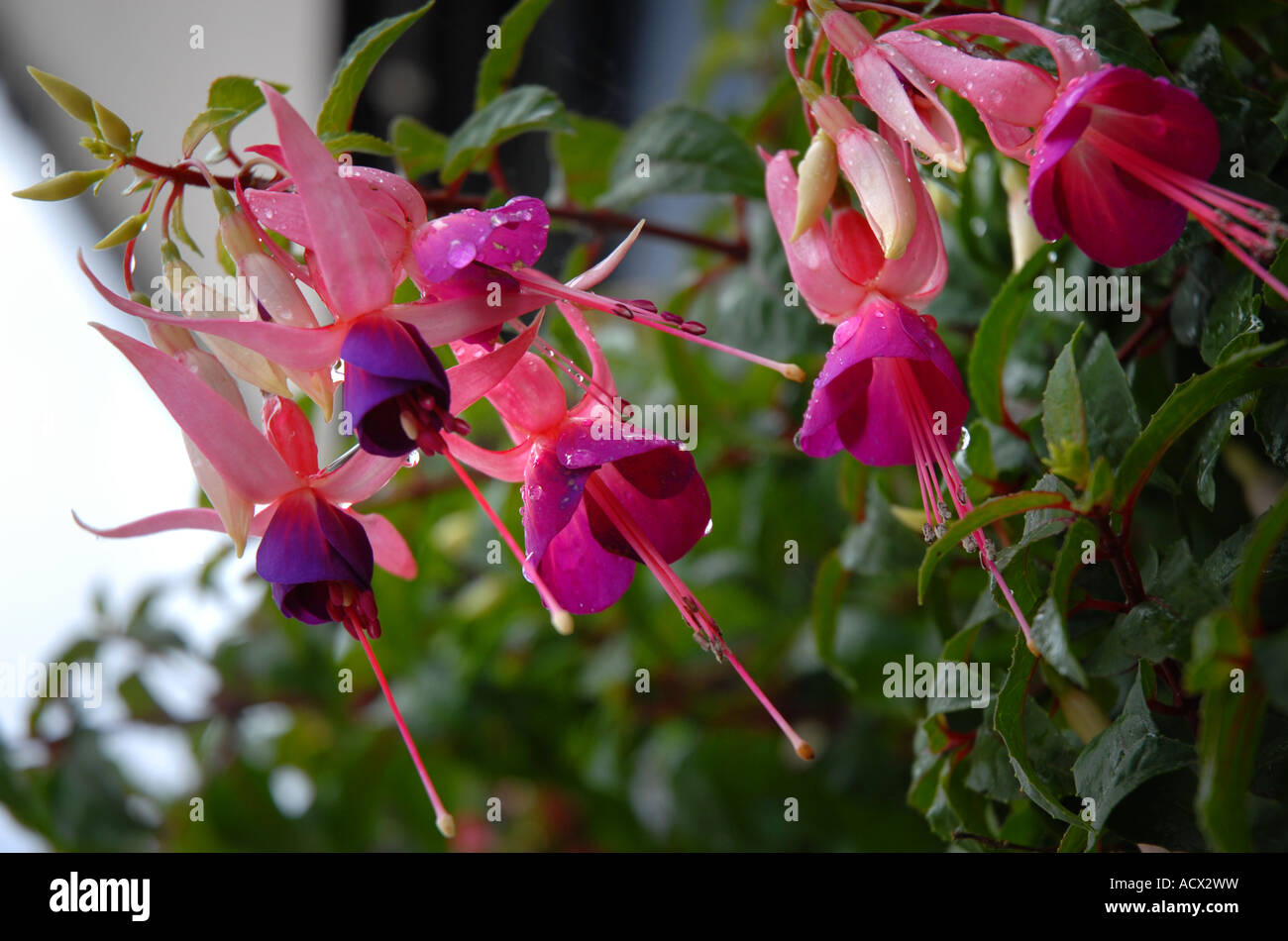 Pink Fuscia at Clovelly, Devon, UK Stock Photo - Alamy