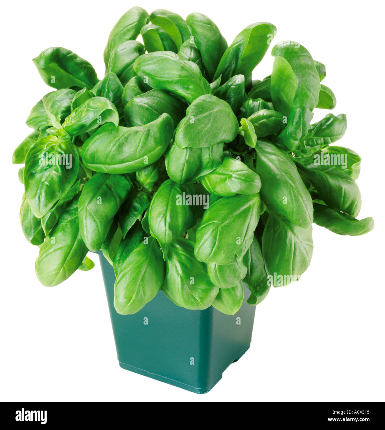 BASIL PLANT CUT OUT Stock Photo - Alamy