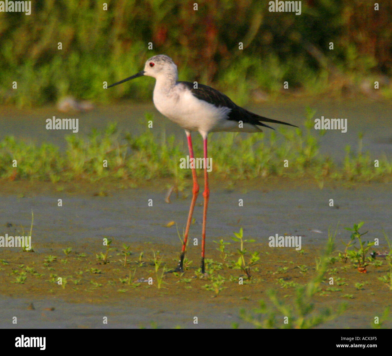 Cavaliere d hi-res stock photography and images - Alamy