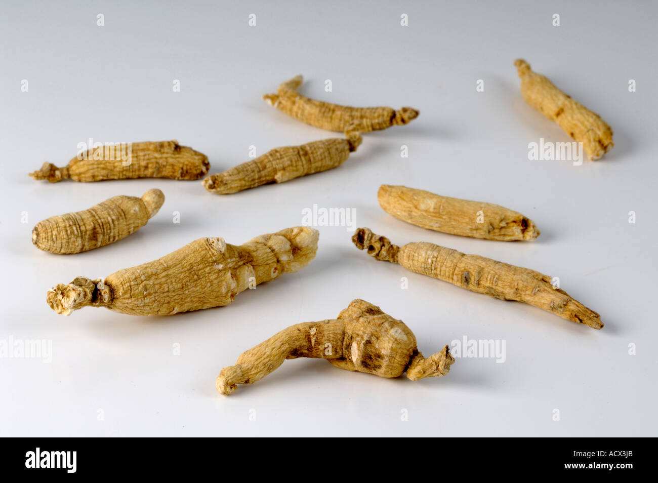 Ginseng plants hi-res stock photography and images - Alamy