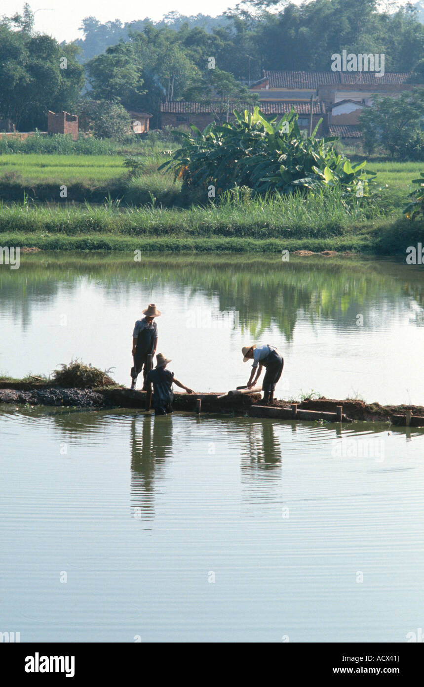 Farmers working in flooded rice paddy China Stock Photo - Alamy