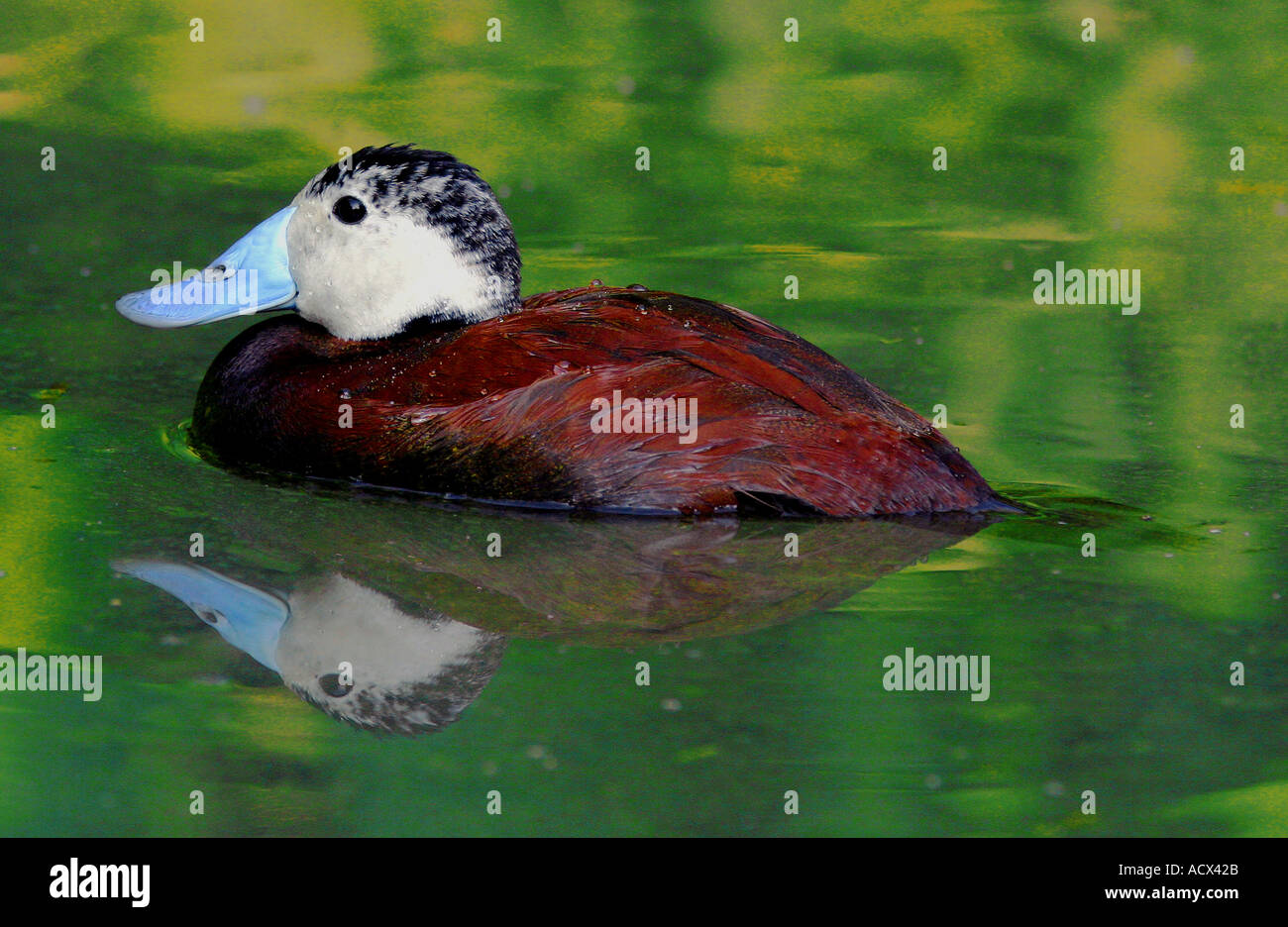 Oxyuraleucocephala hi-res stock photography and images - Alamy