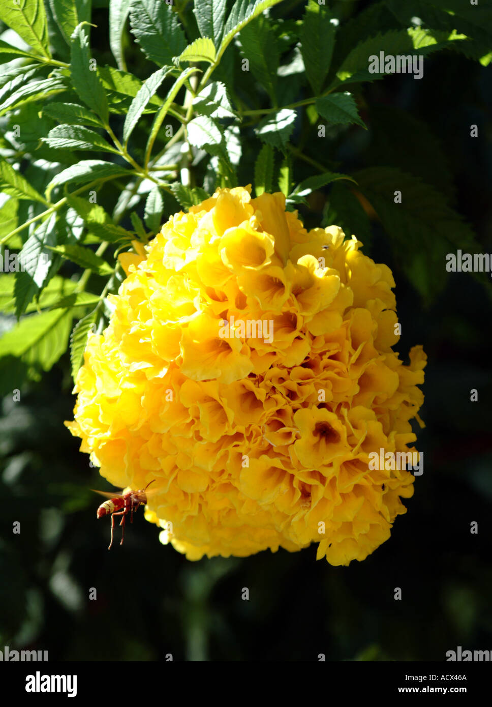 bee wasp flying insect pollen Stock Photo - Alamy