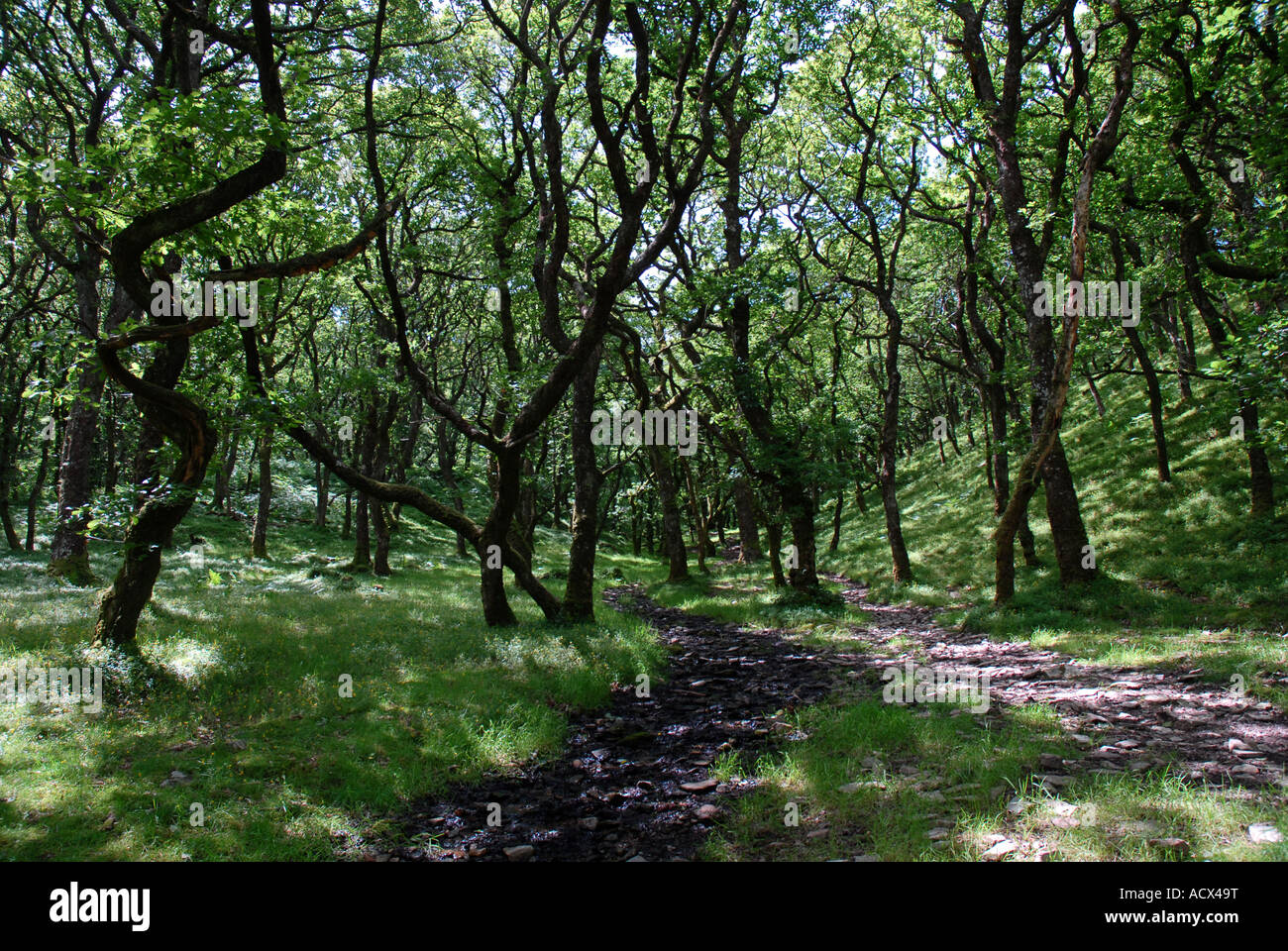 Doone valley wood hi-res stock photography and images - Alamy