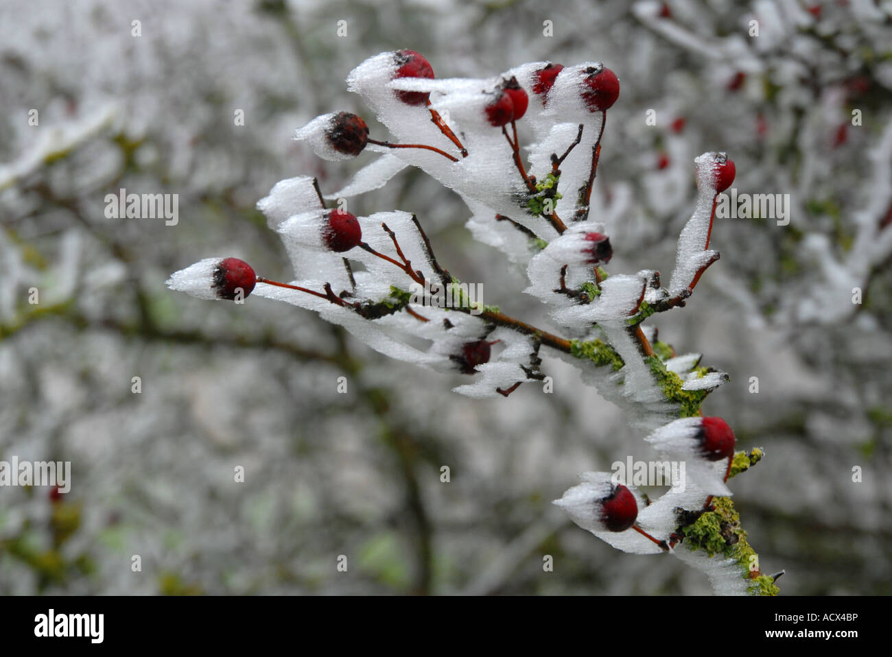 Hawthorn winter hi-res stock photography and images - Alamy