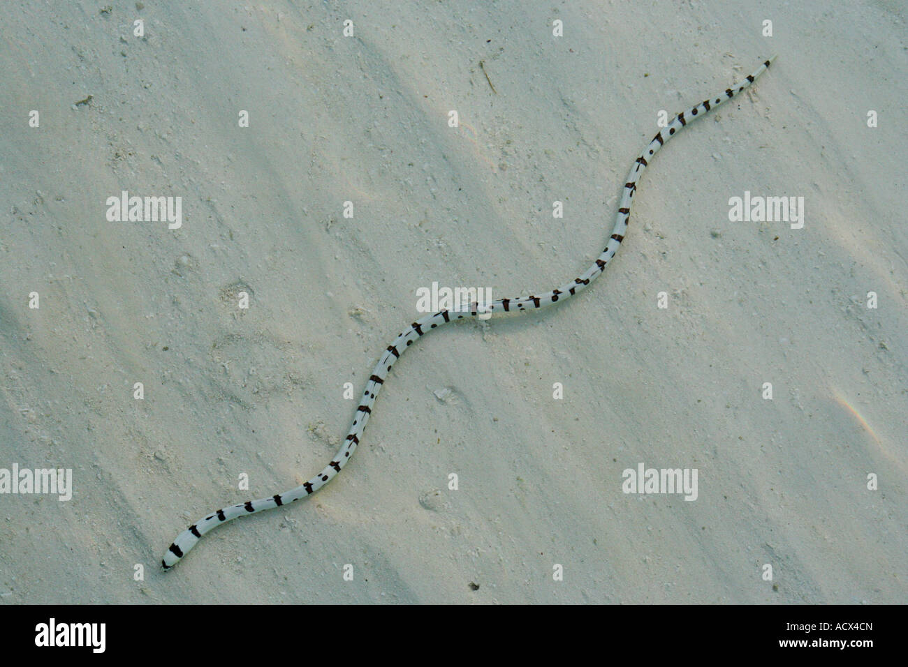 Banded Snake Eel Myrichthys colubrinus Indian Ocean Maldives Stock ...