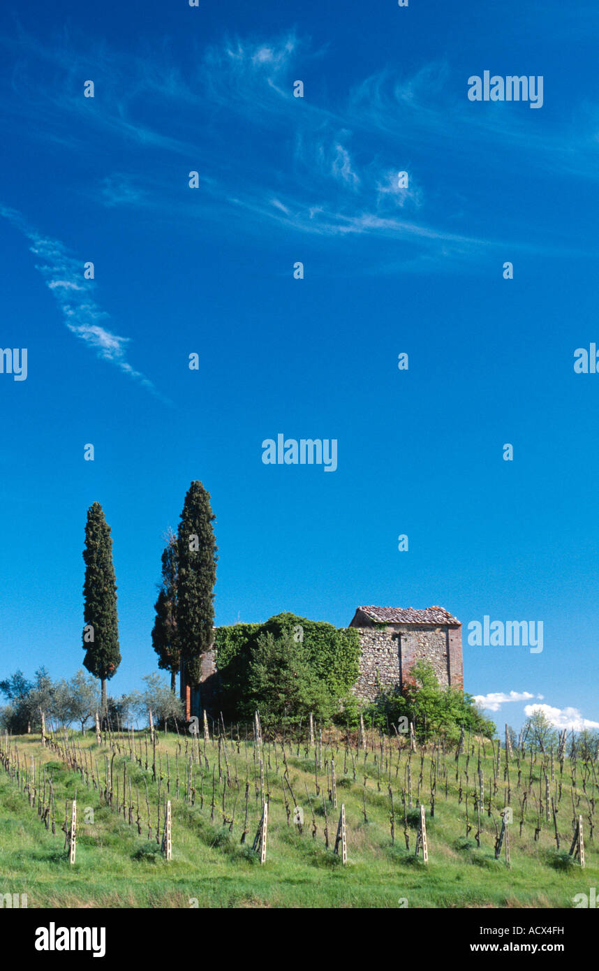 Vineyard and barn in Tuscany Italy Stock Photo - Alamy