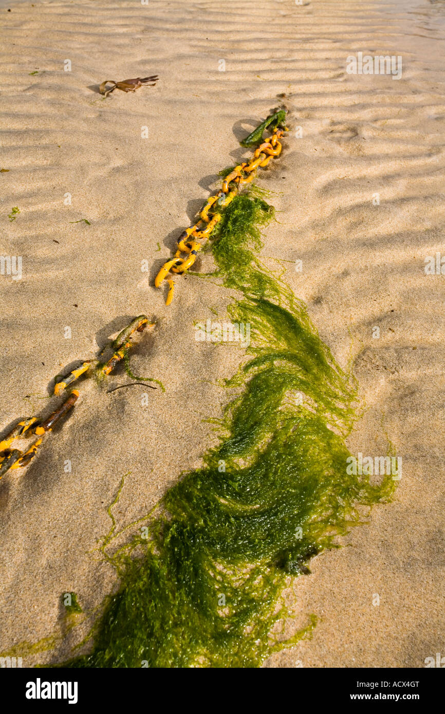 Chain and Seaweed, Cornwall Stock Photo - Alamy