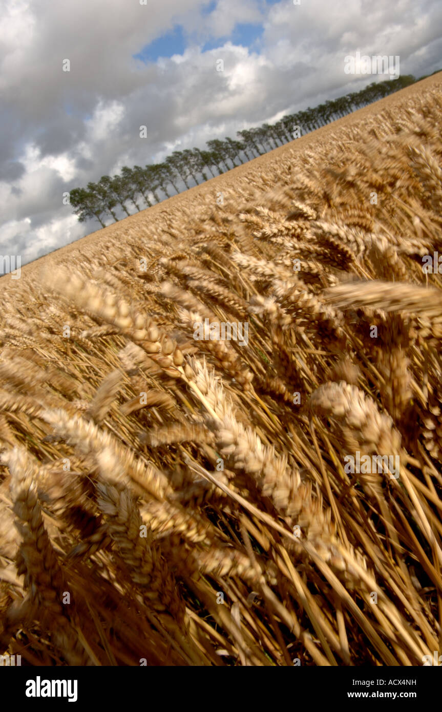 crops on a traditionally English farm Stock Photo - Alamy