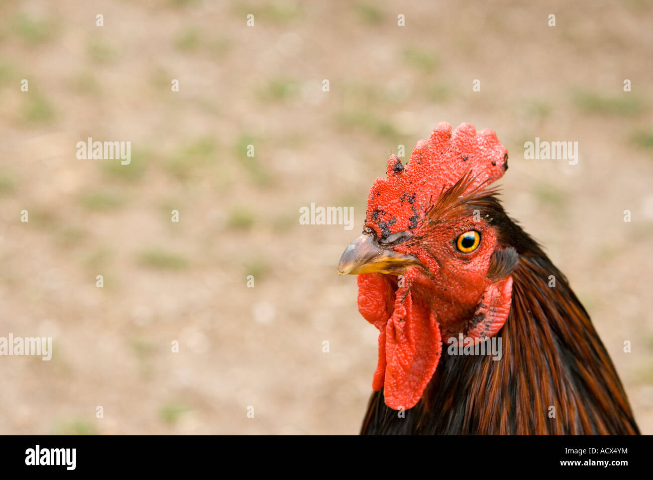 rooster head close up Stock Photo - Alamy