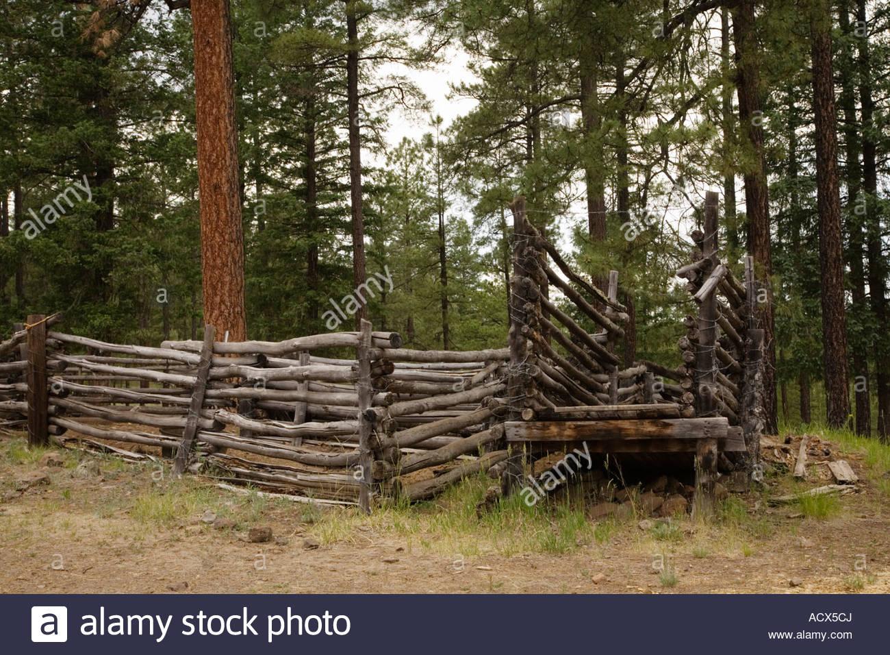 Wood Wooden Cattle Grazing Stock Photos & Wood Wooden Cattle Grazing ...