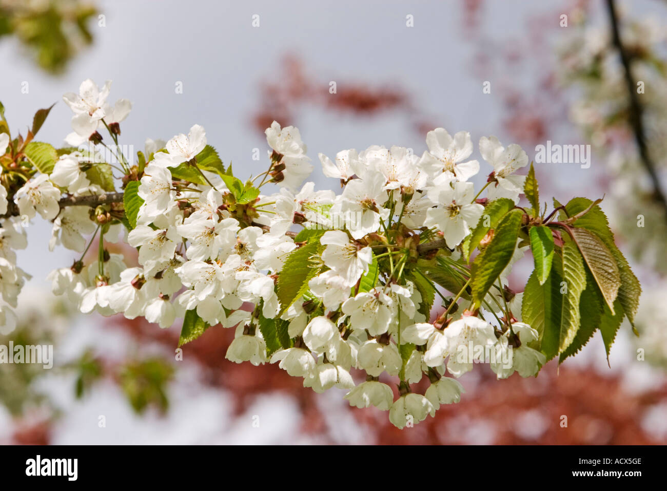 White blossom on tree branch Stock Photo - Alamy