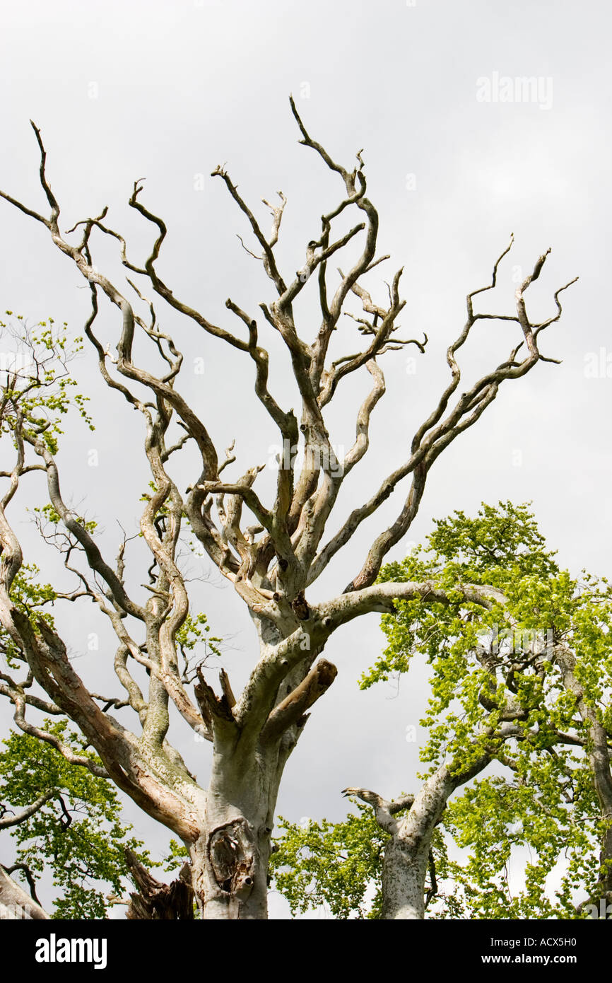 Death tree blue sky hi-res stock photography and images - Alamy