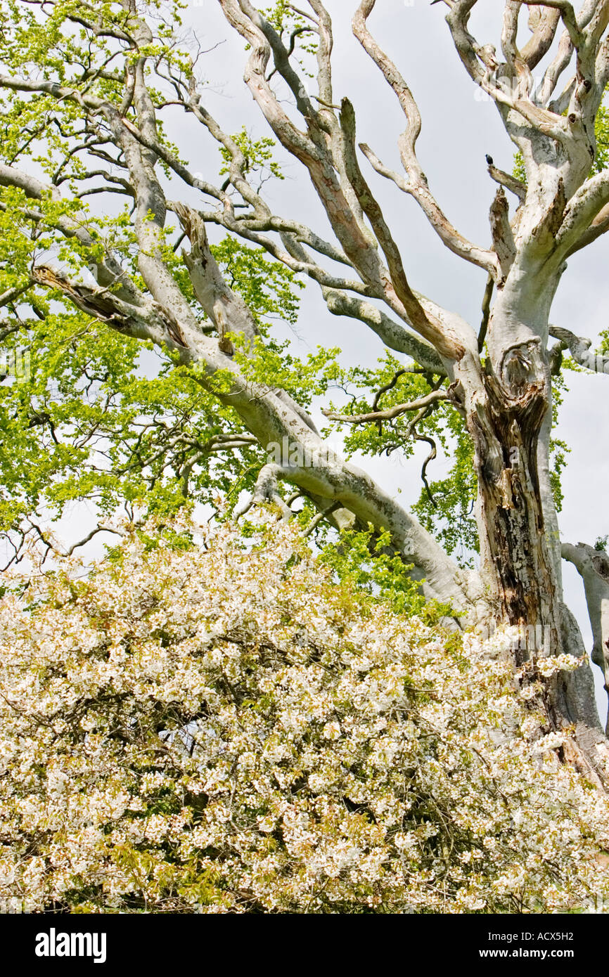 Tree in blossom with dead tree branches in background Stock Photo - Alamy