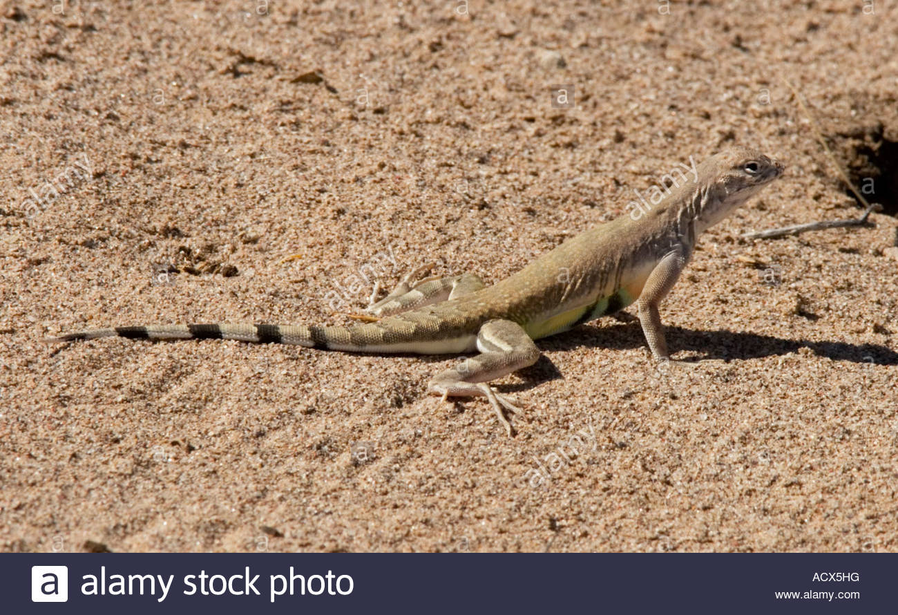 Zebra Tailed Lizard High Resolution Stock Photography and Images - Alamy