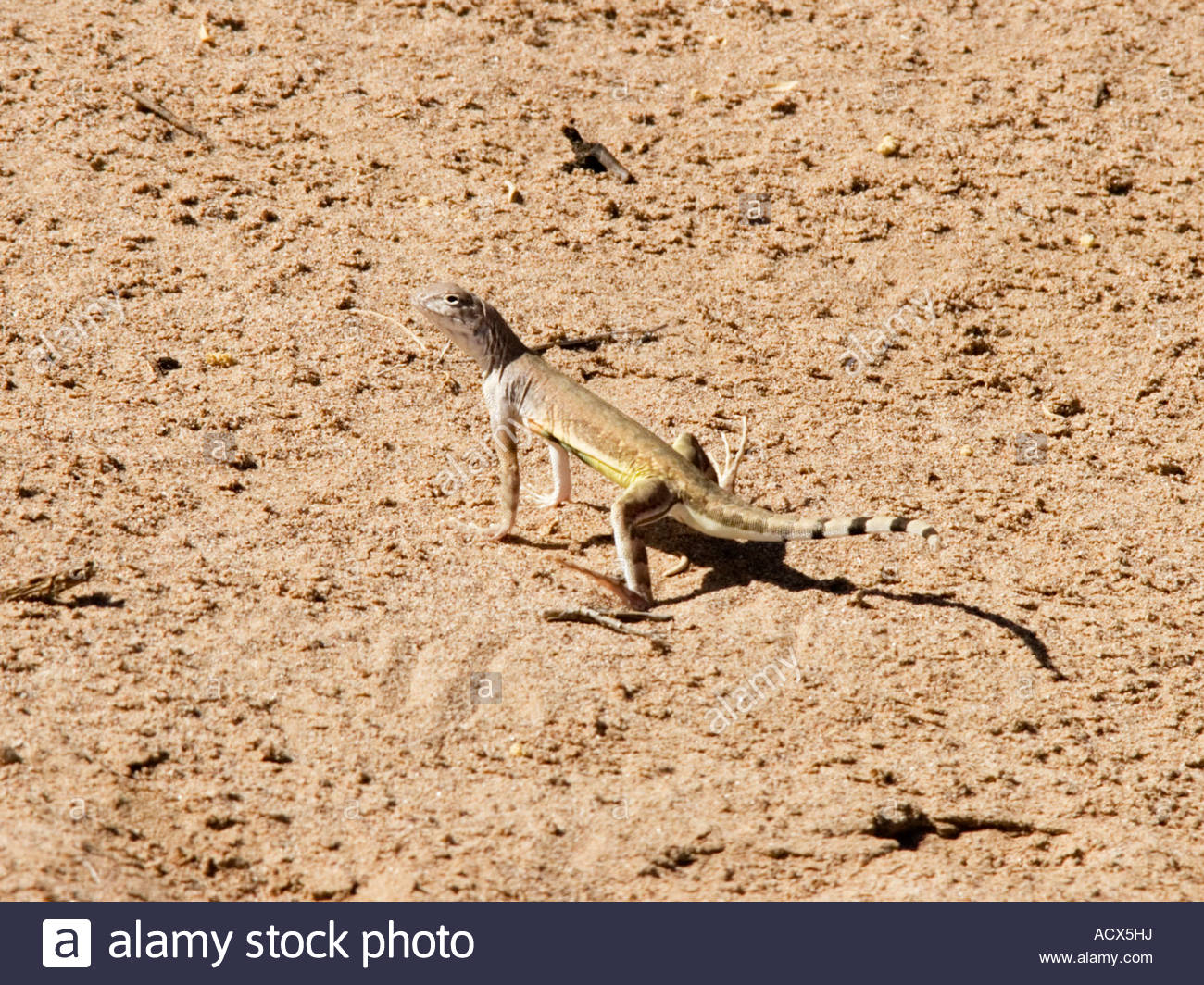 Zebra Tailed Lizard High Resolution Stock Photography and Images - Alamy