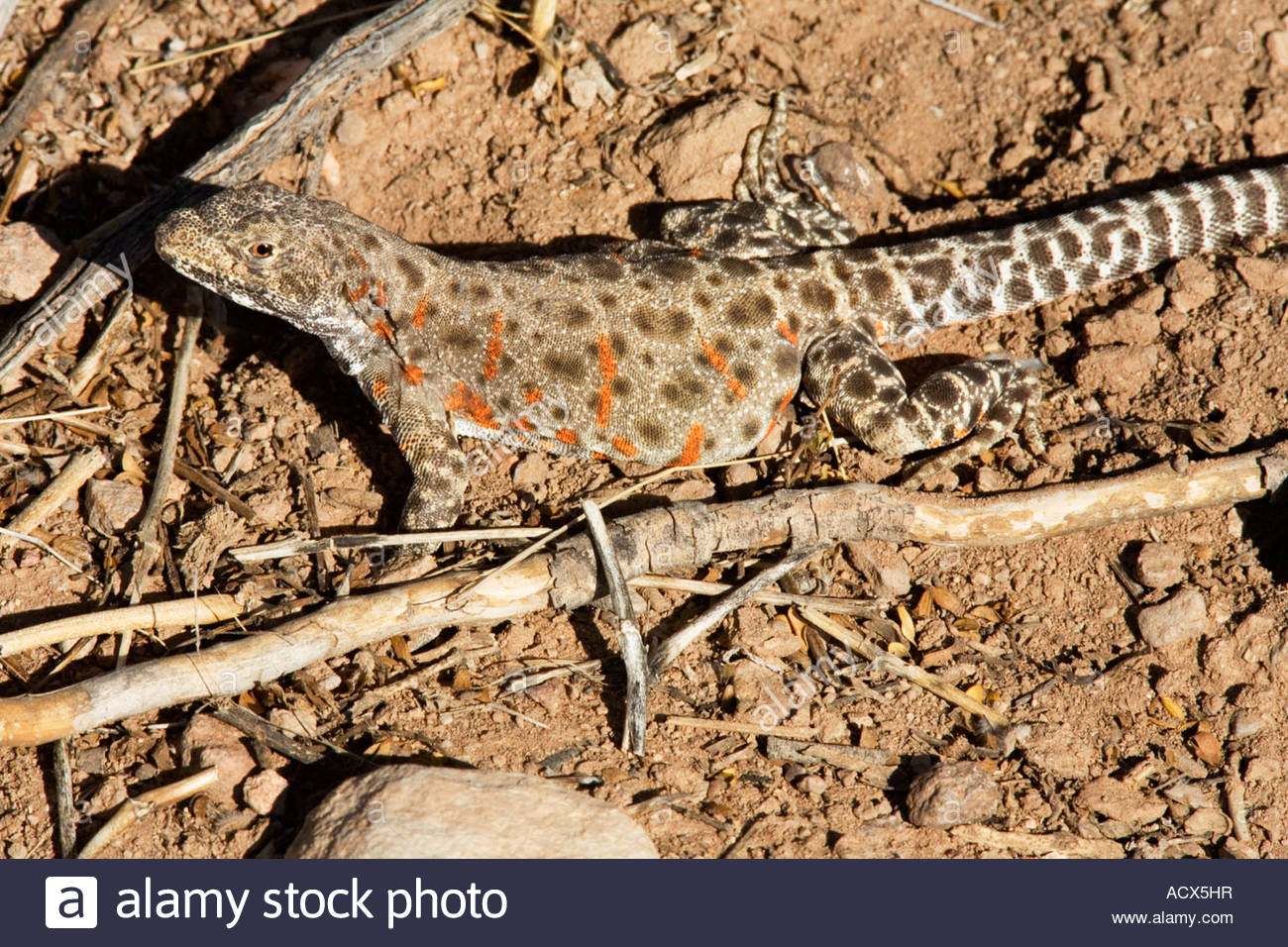 Long Nosed Leopard Lizard High Resolution Stock Photography and Images ...