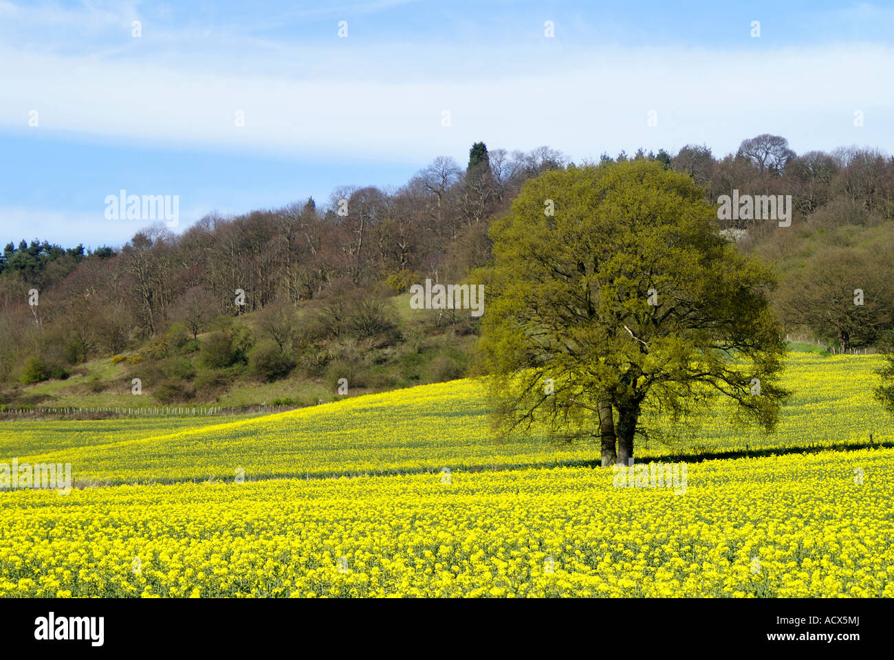Oil Seed Rape Field Chilworth Surrey England UK Stock Photo - Alamy