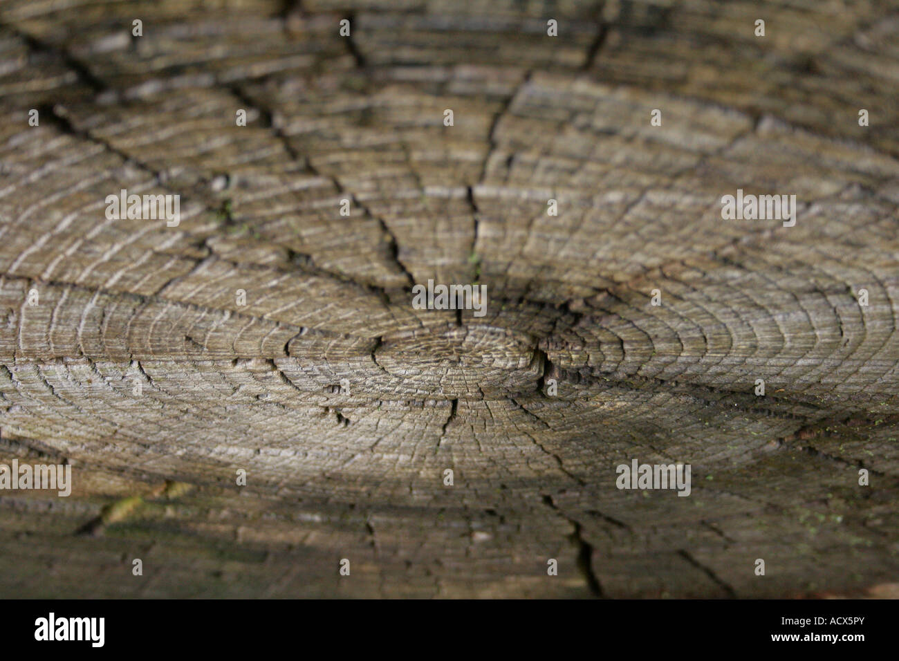 An alternative perspective of a tree trunks rings Stock Photo - Alamy
