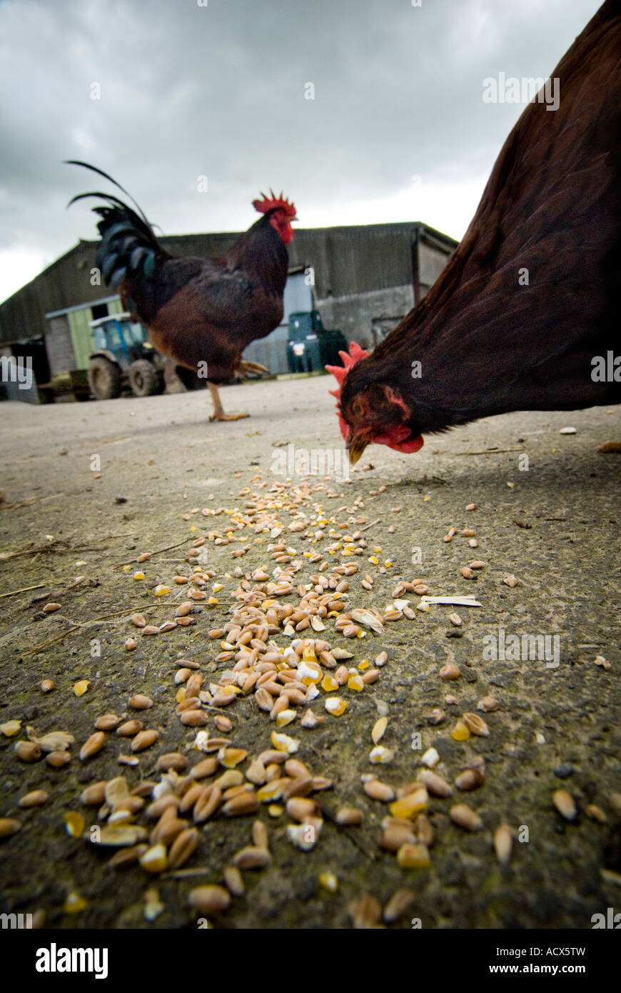 Chickens in a farmyard Stock Photo - Alamy
