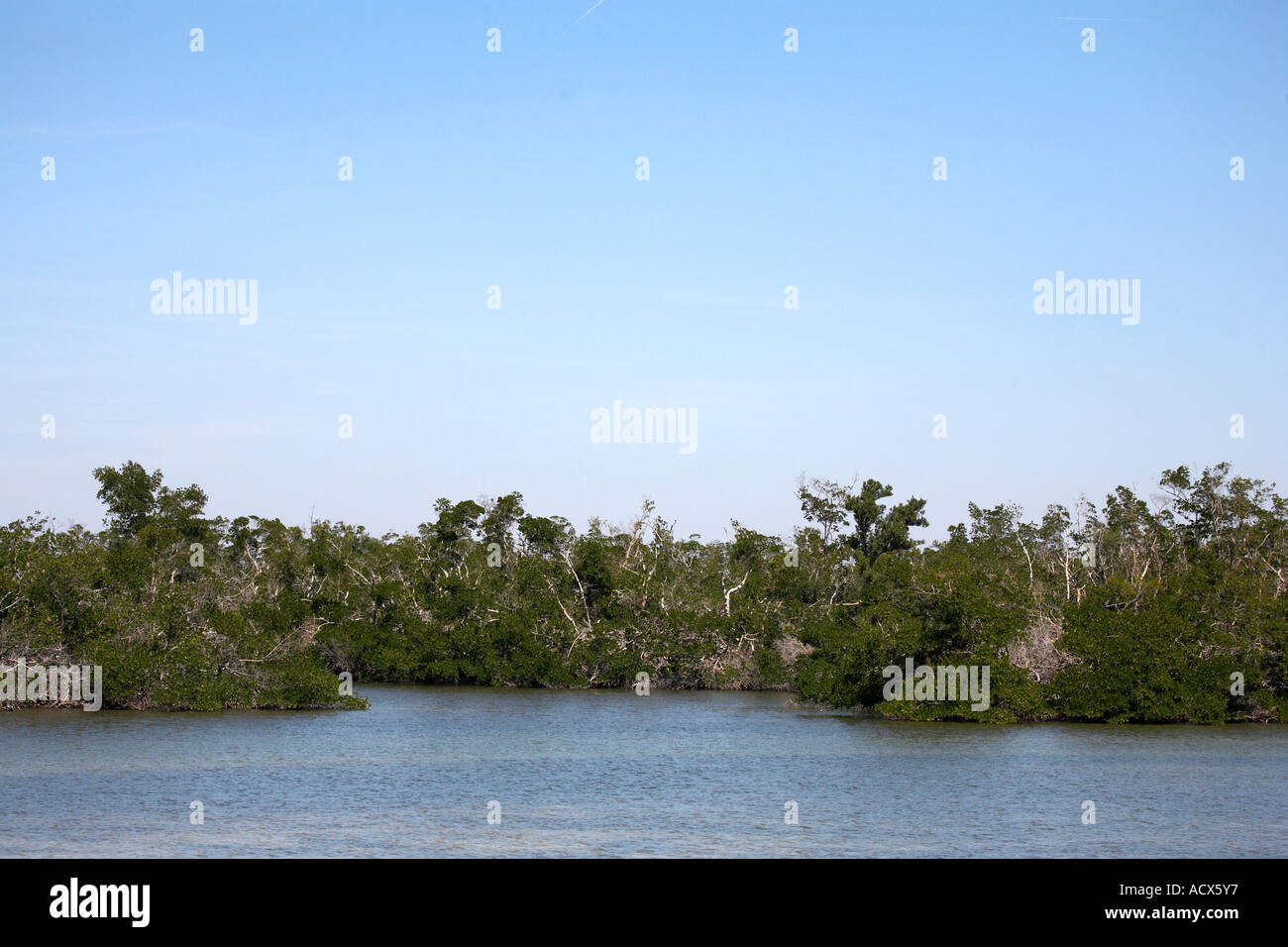 Mangrove swamp tree line view across the J N Darling national wildlife ...