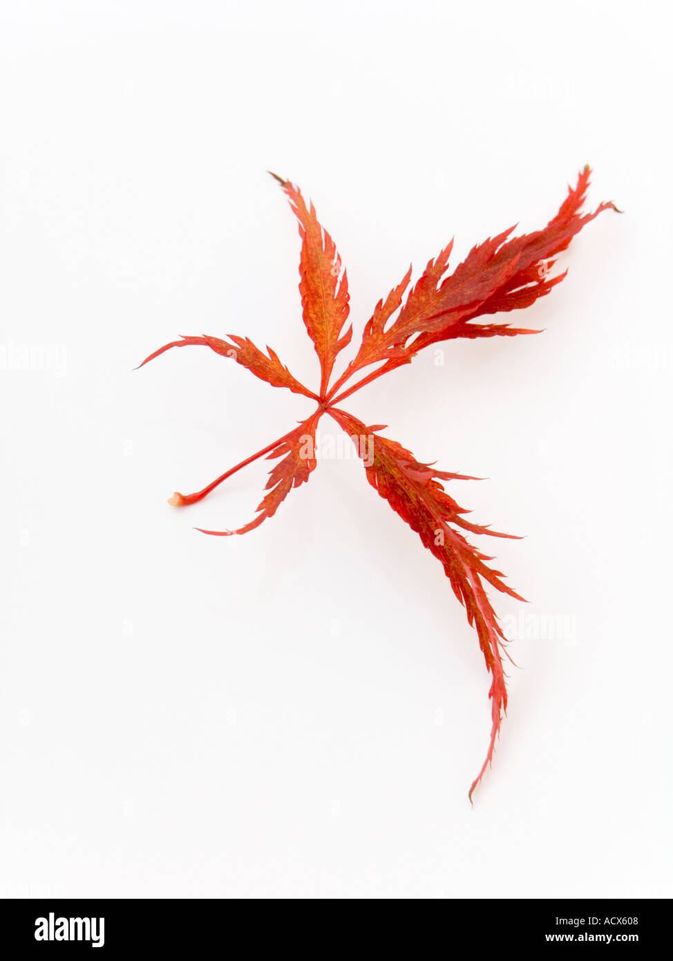 Close up brown autumn leaf Cut Out Stock Images & Pictures - Alamy