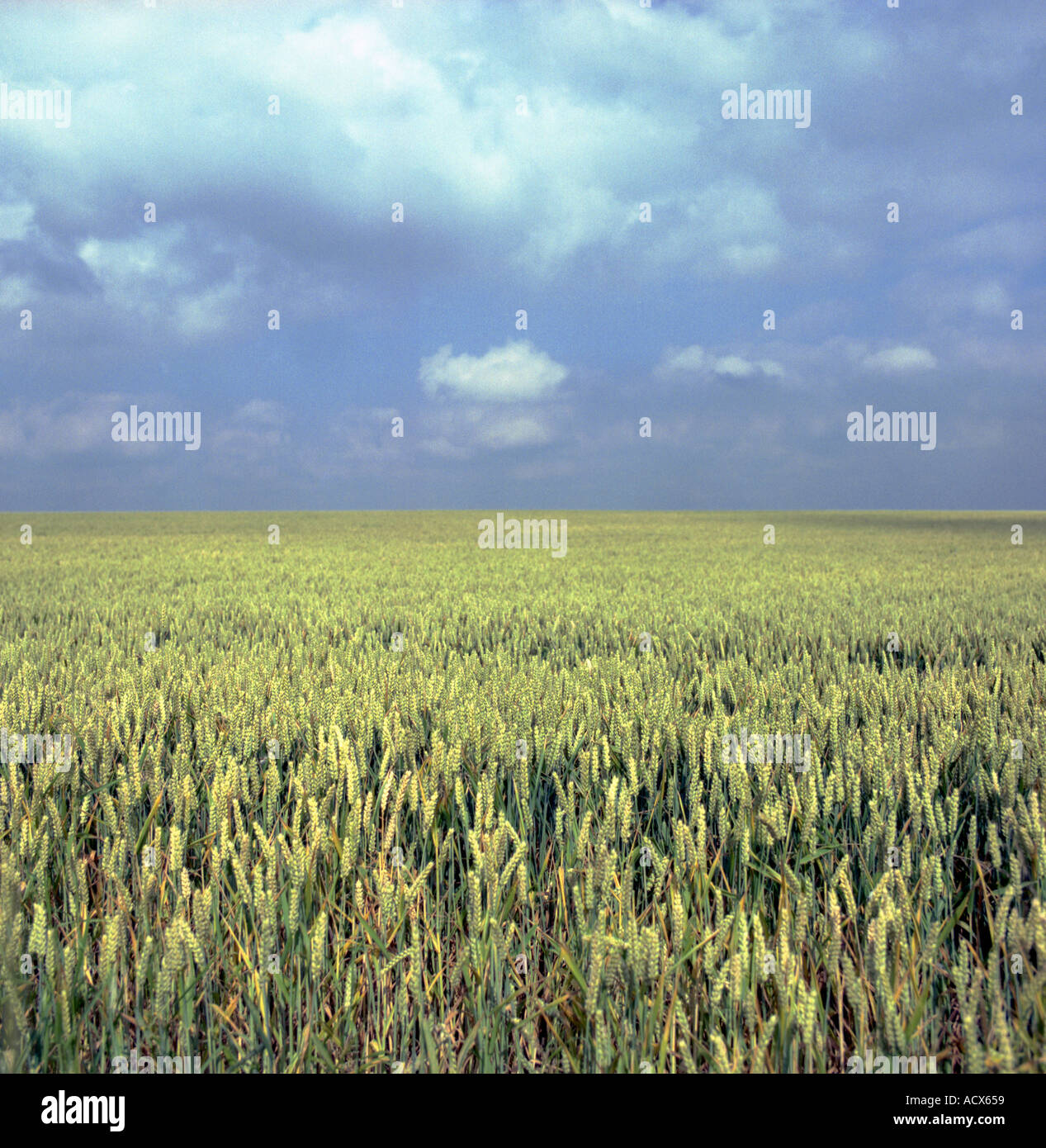Wheat field in Southern England Stock Photo - Alamy