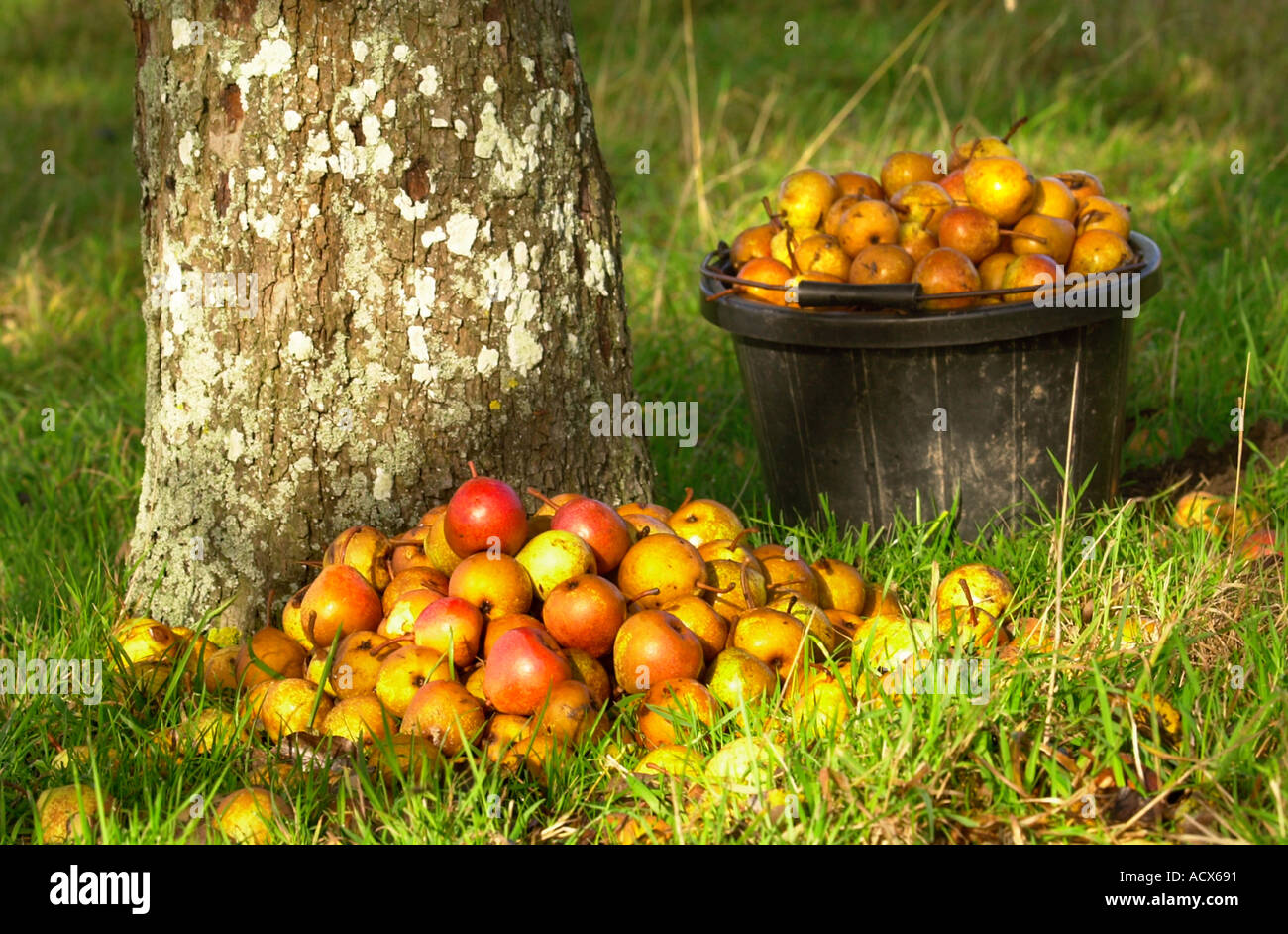 Minchew hi-res stock photography and images - Alamy