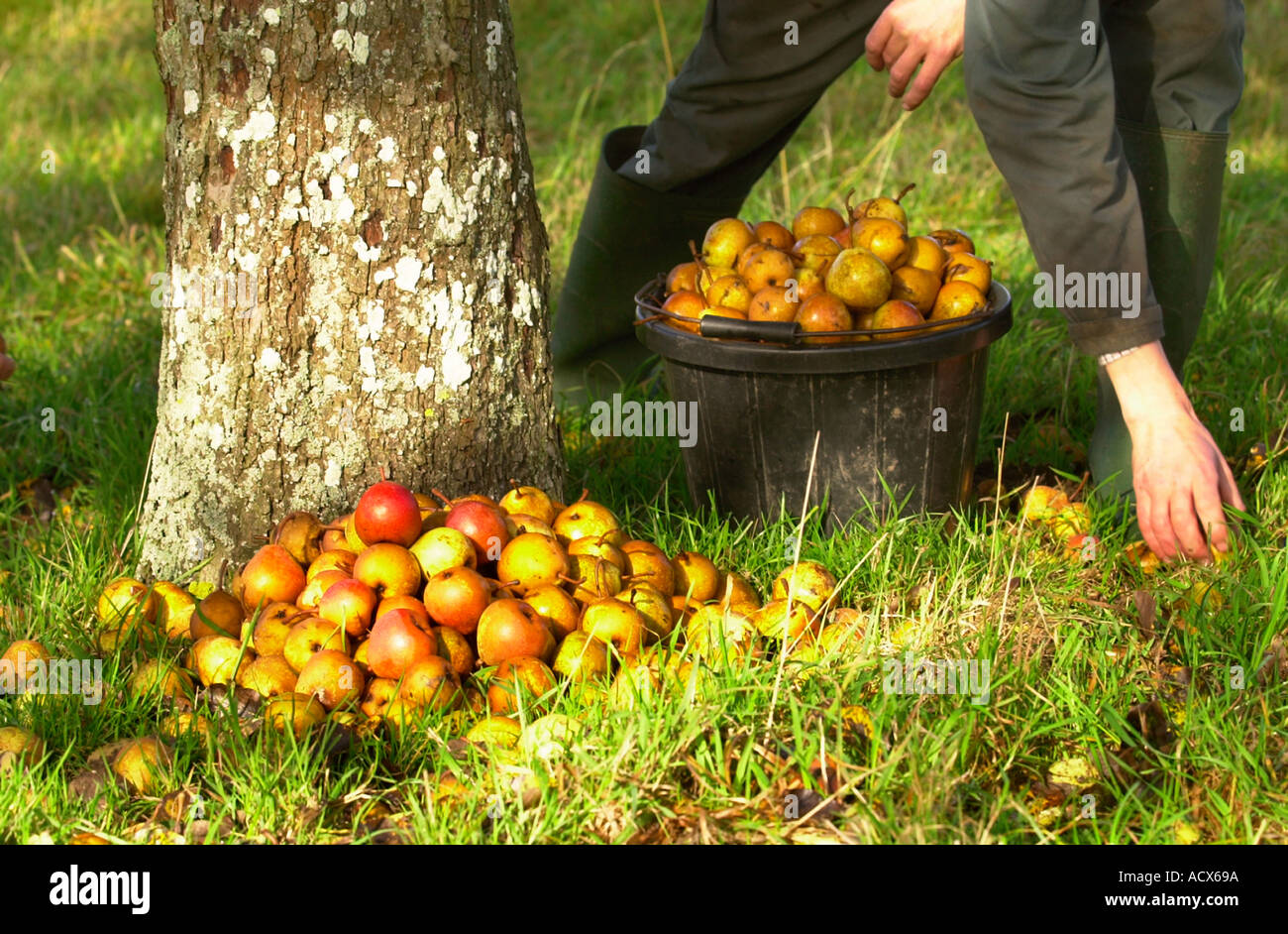 Perry pears hi-res stock photography and images - Alamy