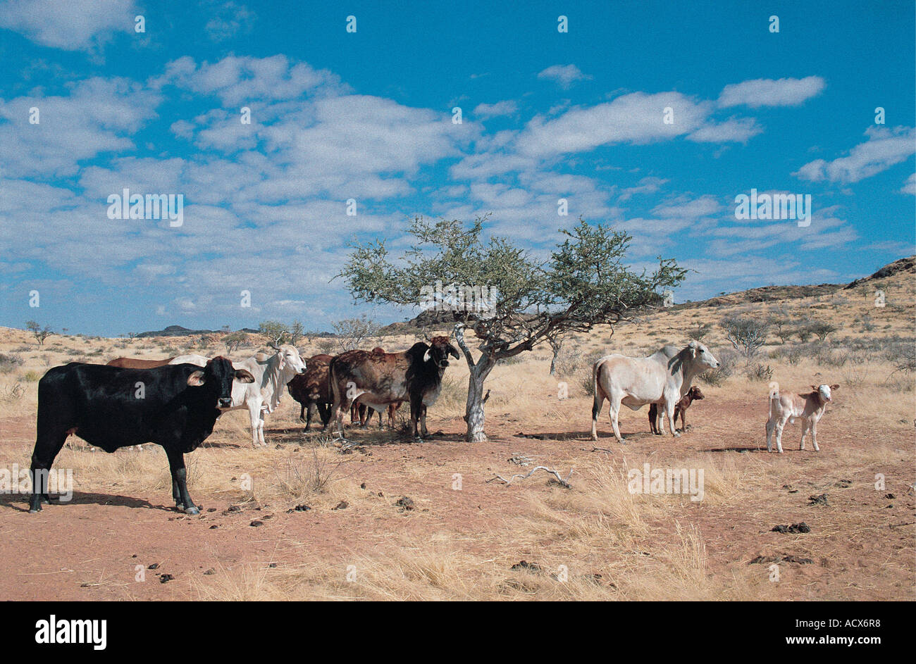 Cattle on a ranch south west of Windhoek Namibia south west Africa Some ...