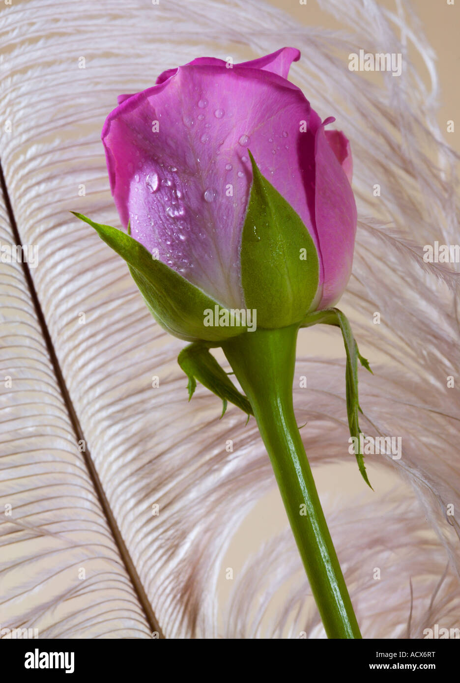 Rose bud and feathers hi-res stock photography and images - Alamy